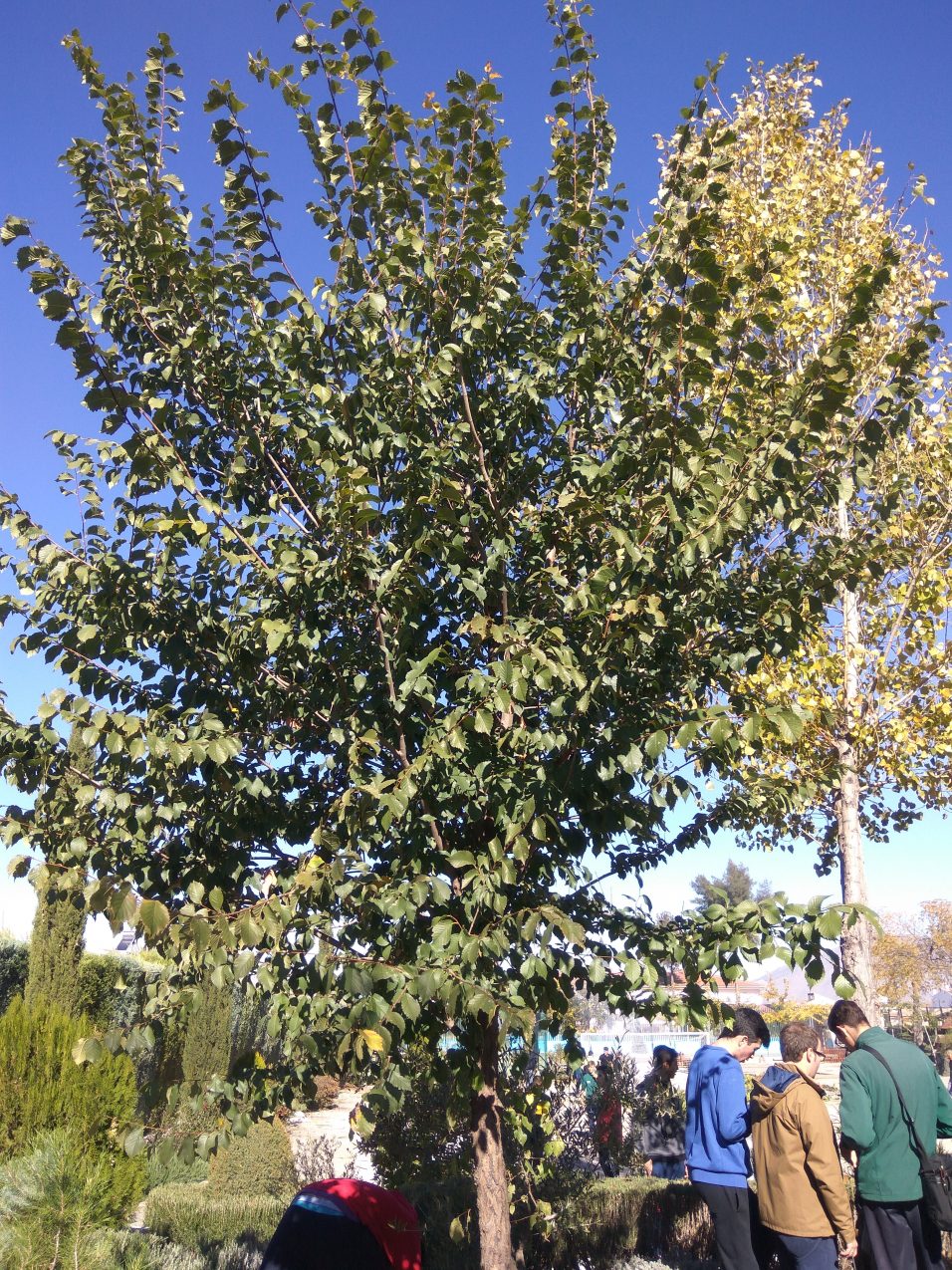 Olmo común - Efa El Soto